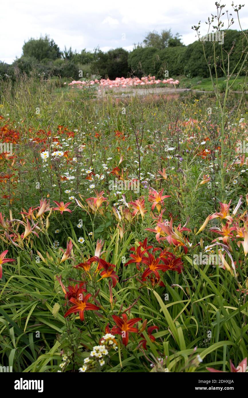 Wildflowers in bloom in front of Caribbean flamingo enclosure by ...