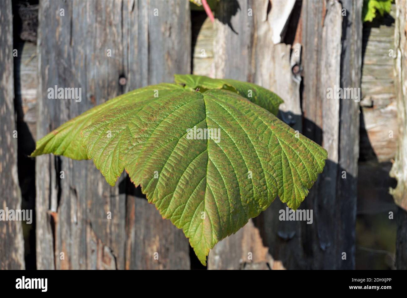 Large raspberry hi-res stock photography and images - Alamy