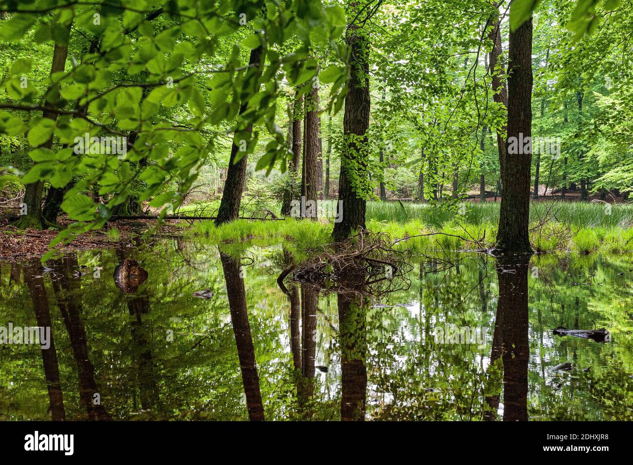 Clear water pond in the Vosges in France. - A small lake in the forest ...
