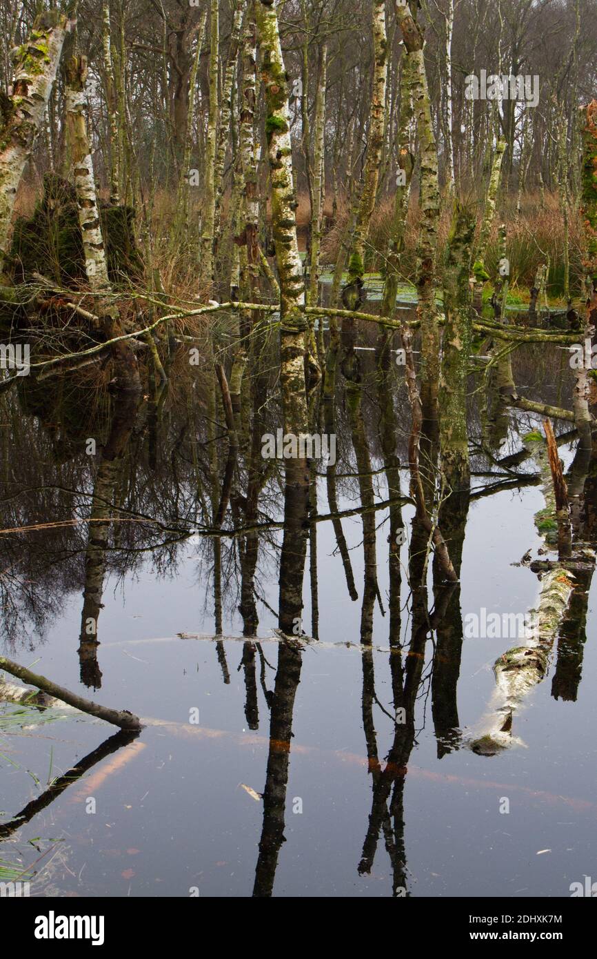 Drowning forest: dead Birches reflected in the dark water of a swamp ...