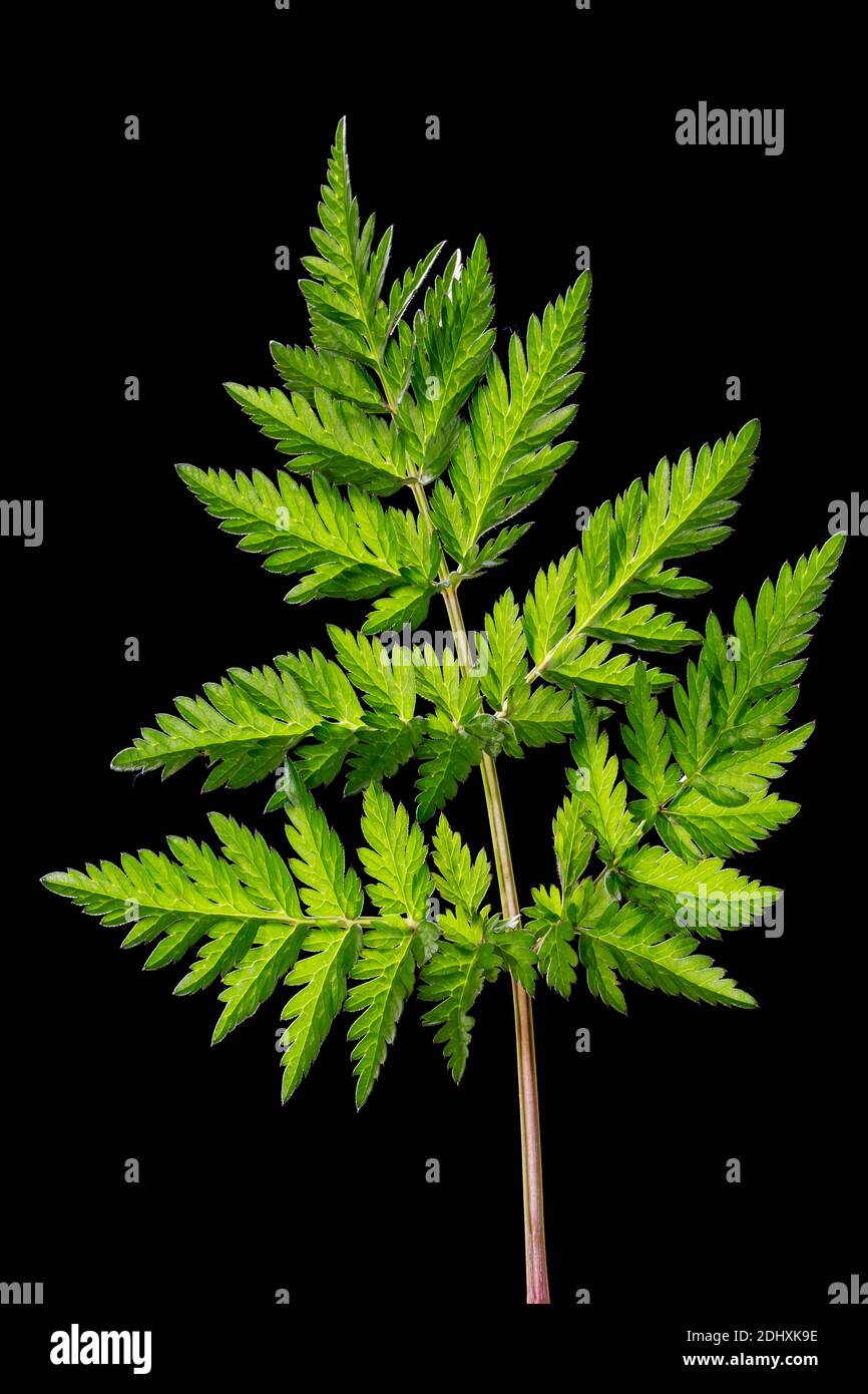 Tripinnate leaves hi-res stock photography and images - Alamy