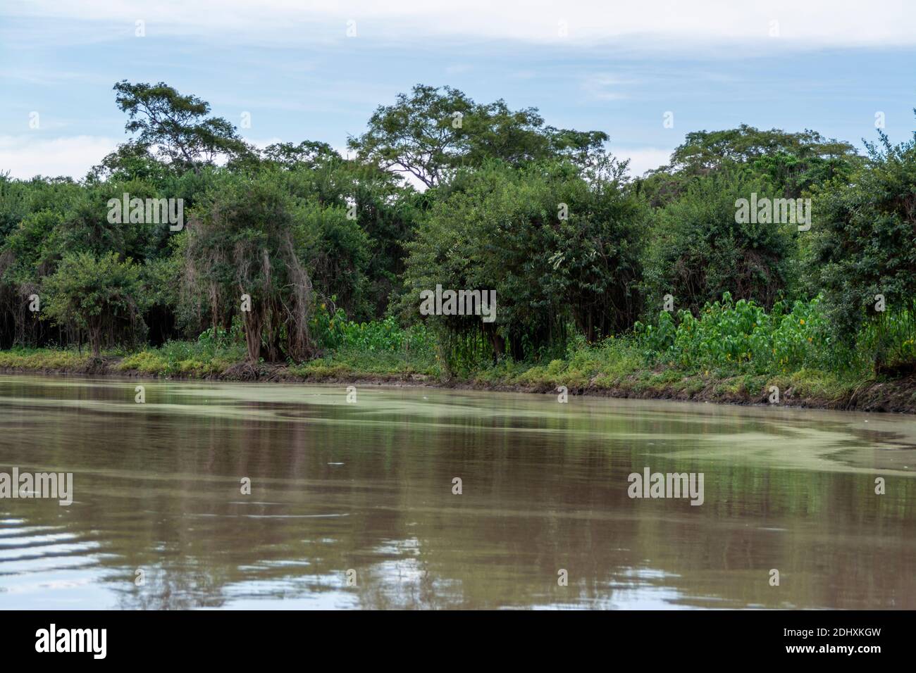 The rain forest along the Mutum river, (Rio Mutum) of the Pantanal ...
