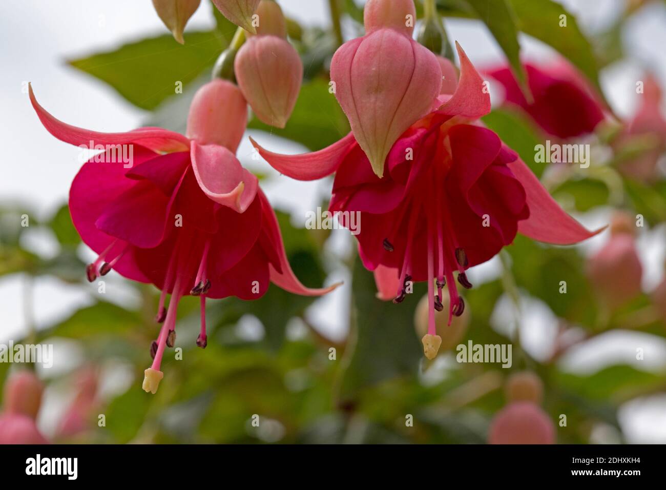 Dangling blooms hi-res stock photography and images - Alamy