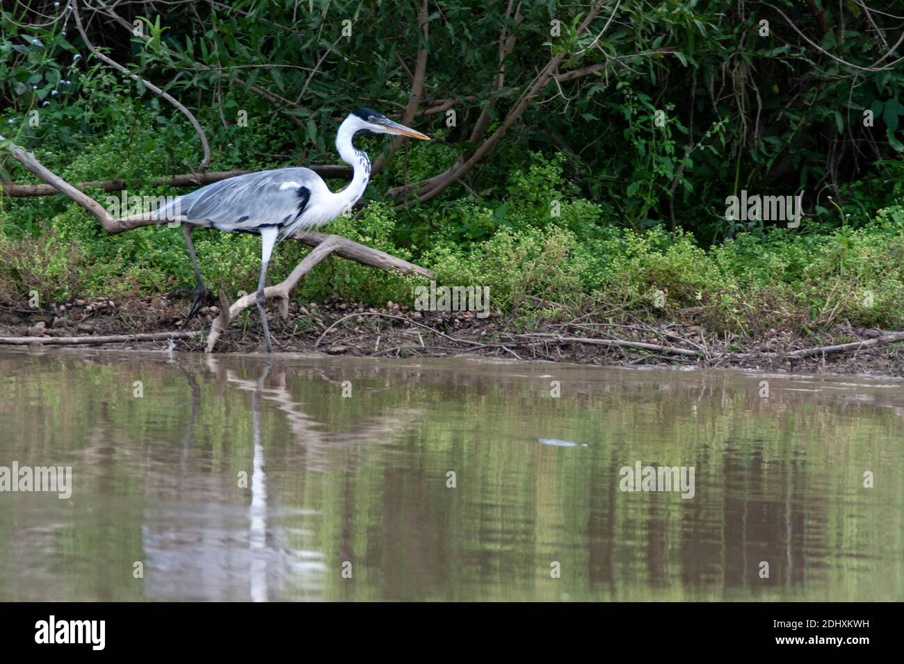 A Cocoi Heron beside the Mutum river, (Rio Mutum) in the rainforest of ...