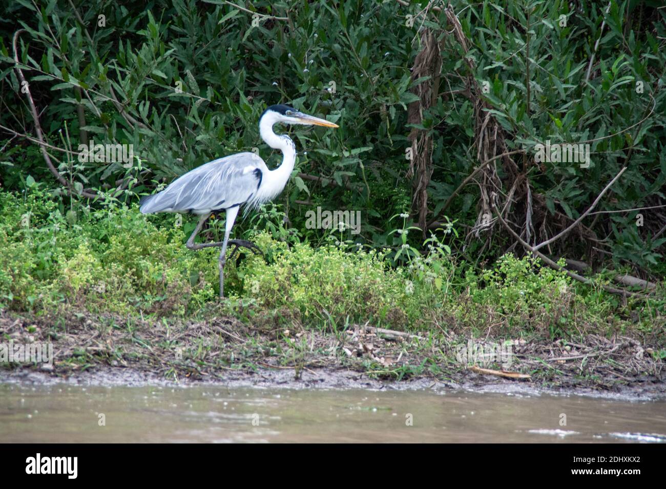 A Cocoi Heron beside the Mutum river, (Rio Mutum) in the rainforest of ...