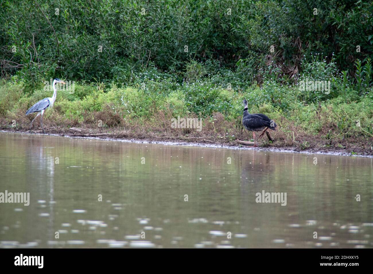 A Cocoi Heron and a Southern Screamer beside the Mutum river, (Rio ...