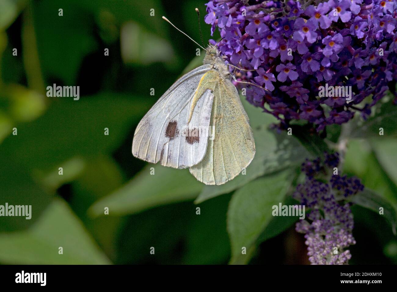 Large white butterfly hi-res stock photography and images - Alamy
