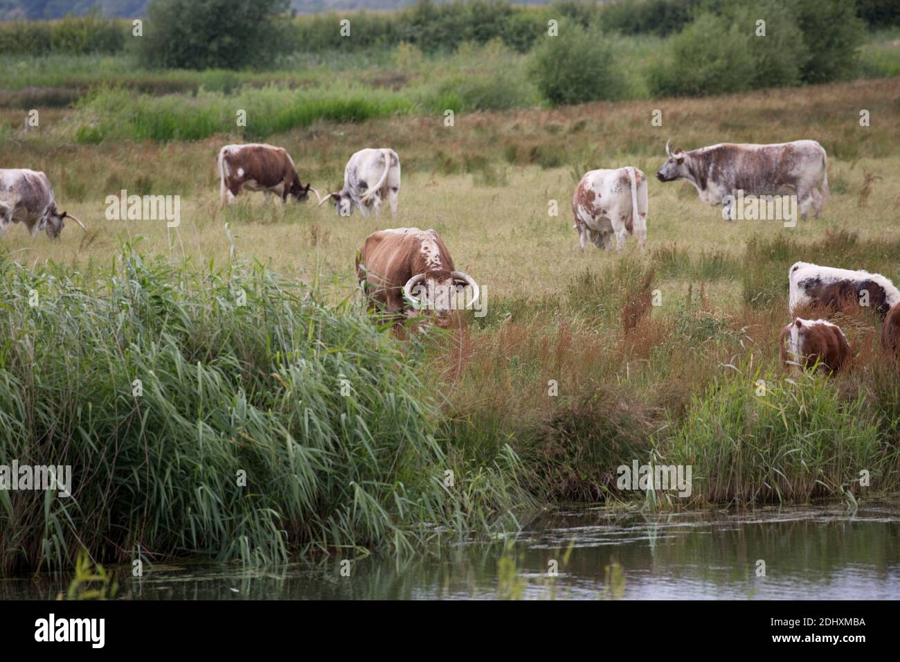 Ancient cattle breed hi-res stock photography and images - Alamy