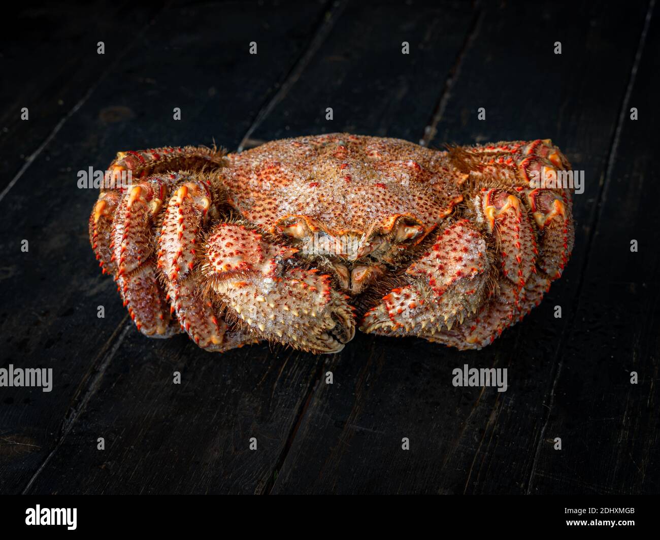 Hairy crab hi-res stock photography and images - Alamy