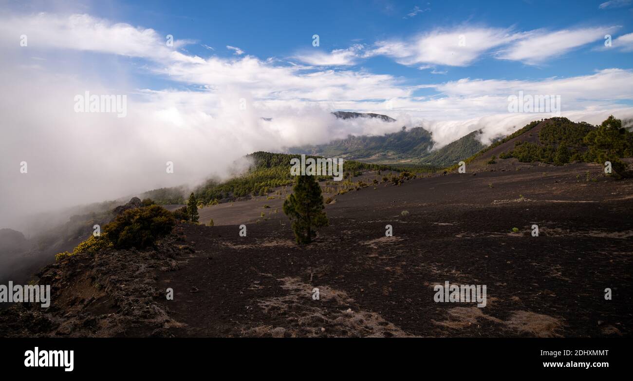 volcanic terrain with pine trees among the clouds with a blue sky Stock ...