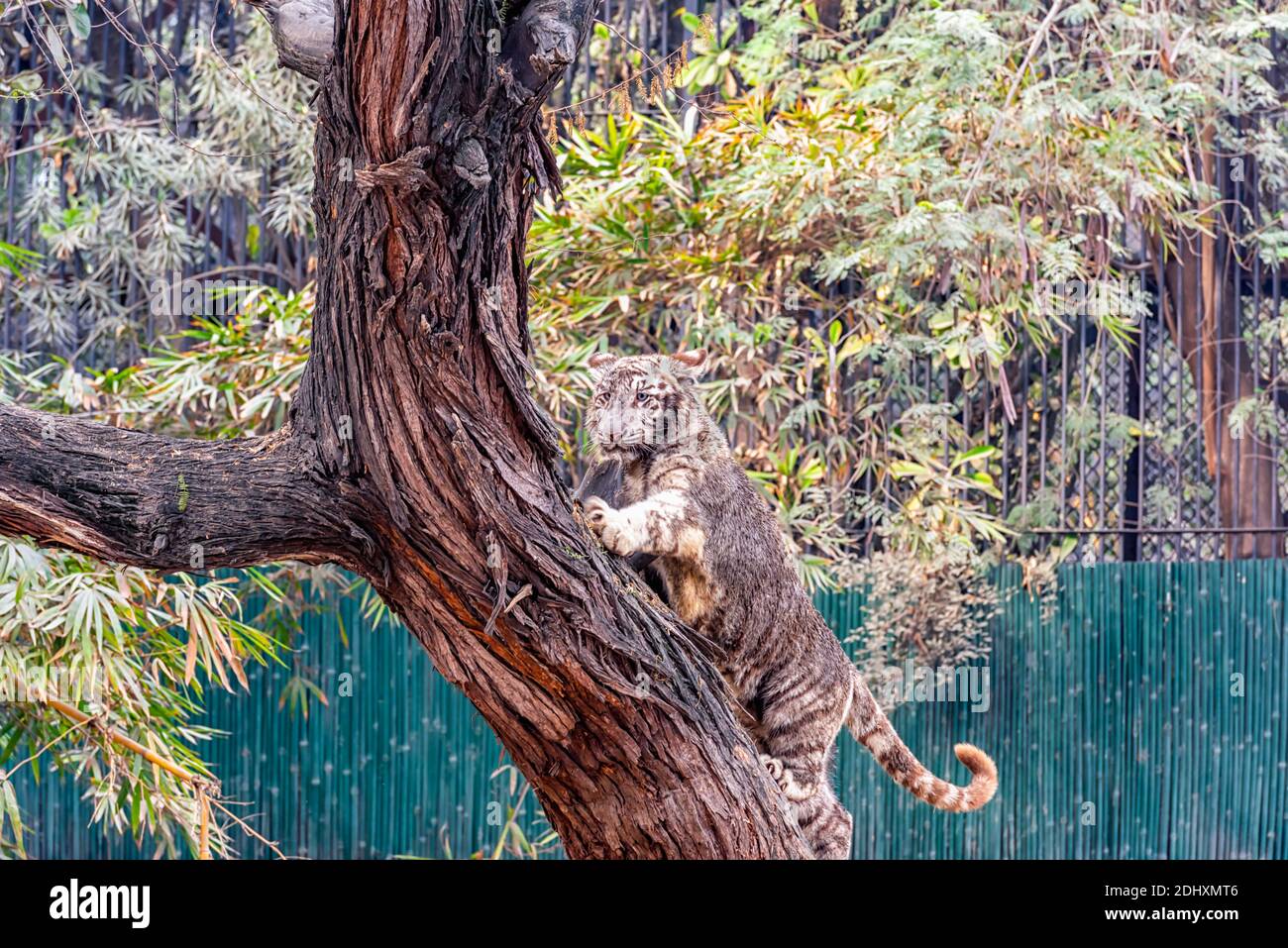 A white tiger cub trying to climb a tree in the tiger enclosure at the ...