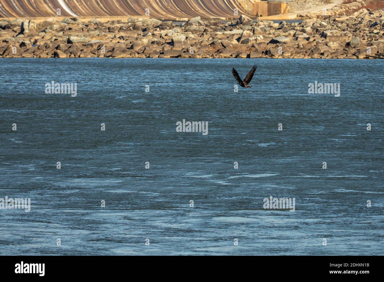 Osprey in flight over river next to dam in Maryland Stock Photo - Alamy