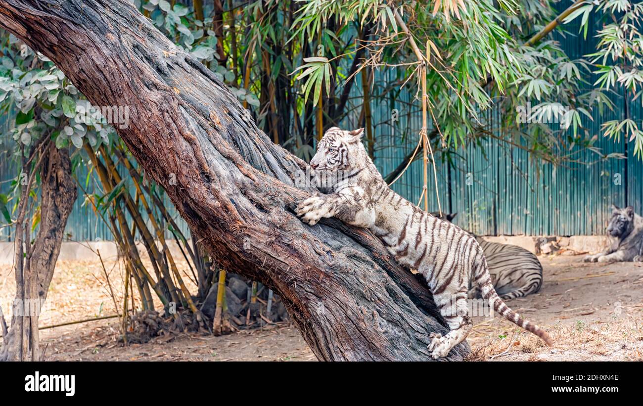 A white tiger cub trying to climb a tree in the tiger enclosure at the ...