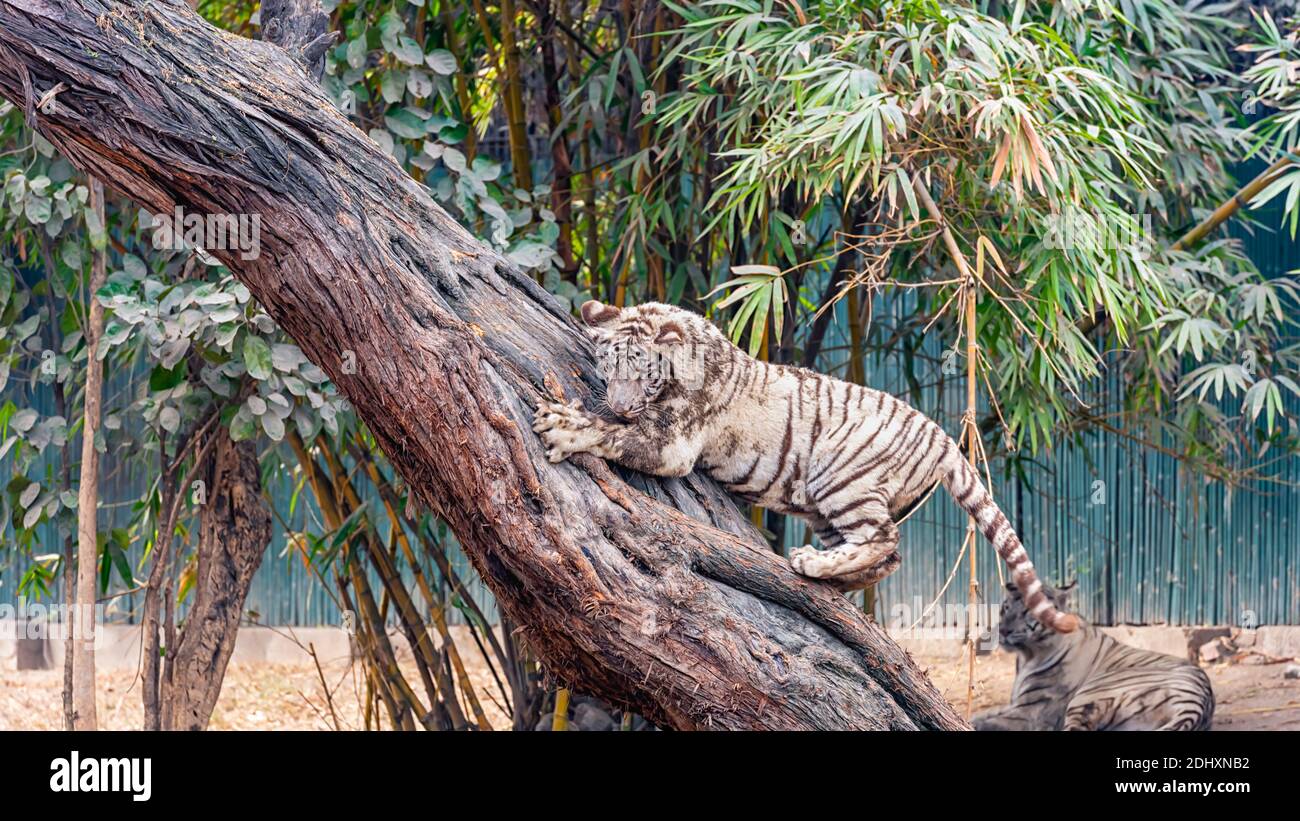 A white tiger cub trying to climb a tree in the tiger enclosure at the ...