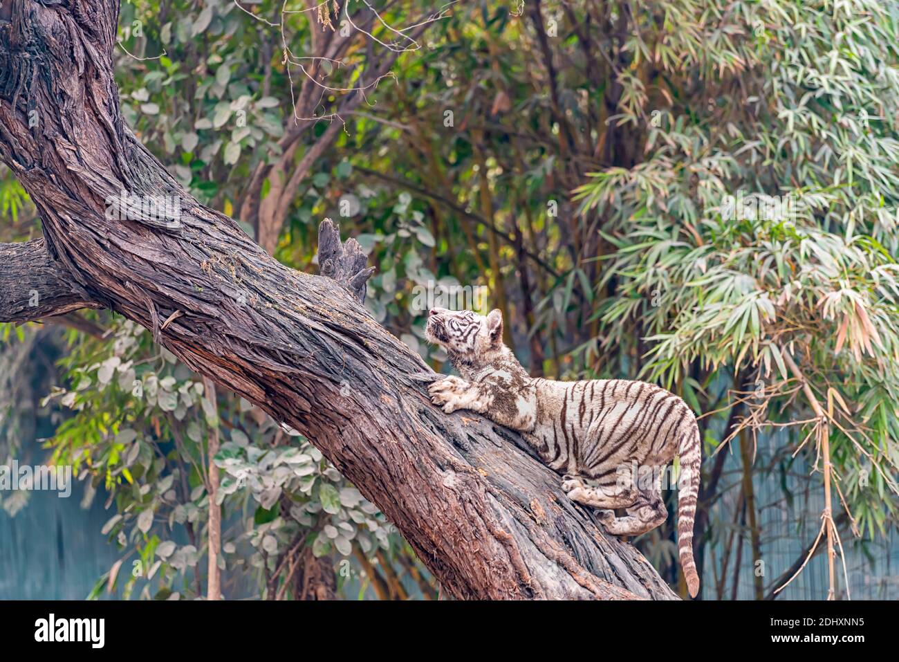 Tiger Climbing High Resolution Stock Photography and Images - Alamy