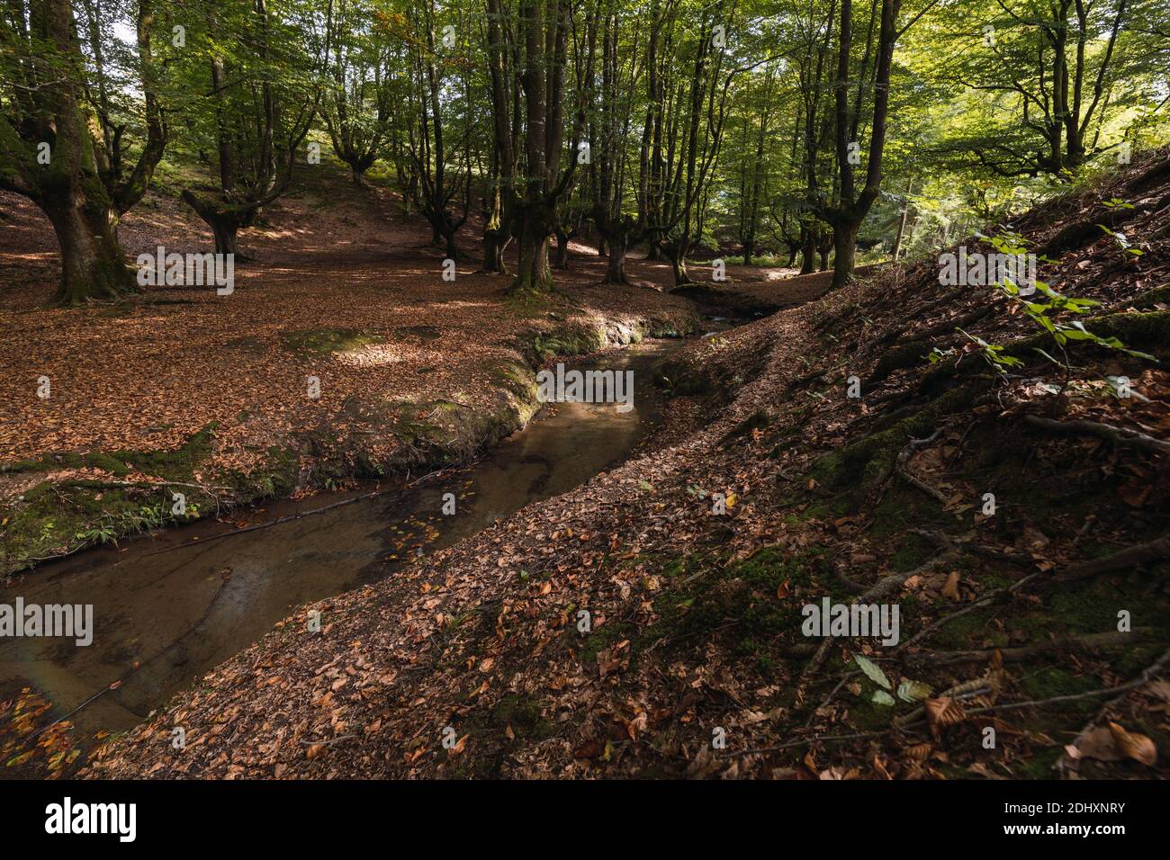 fairytale tree forest in autumn with a small river between them Stock ...