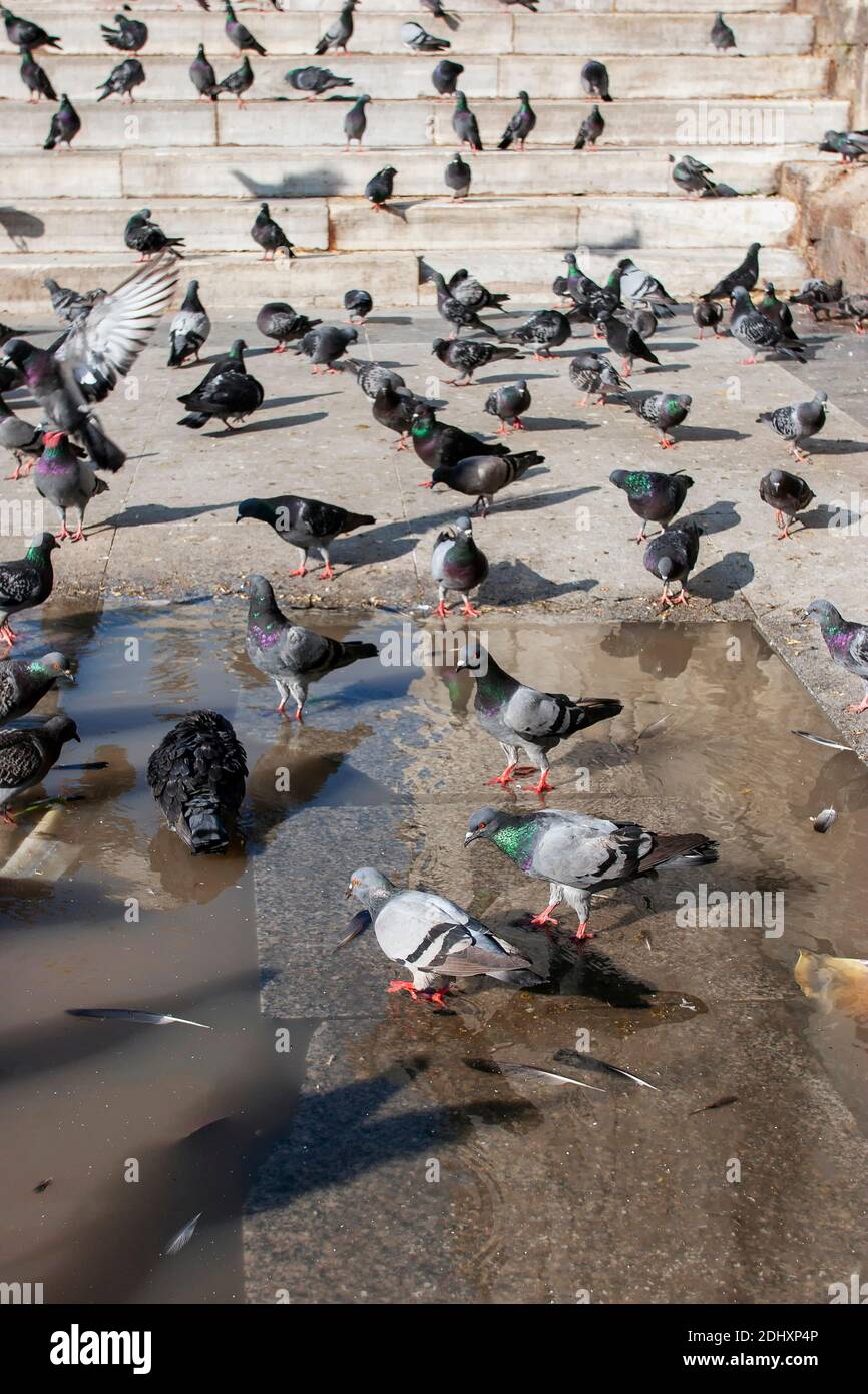 There are many pigeons in the square. Environment Stock Photo - Alamy