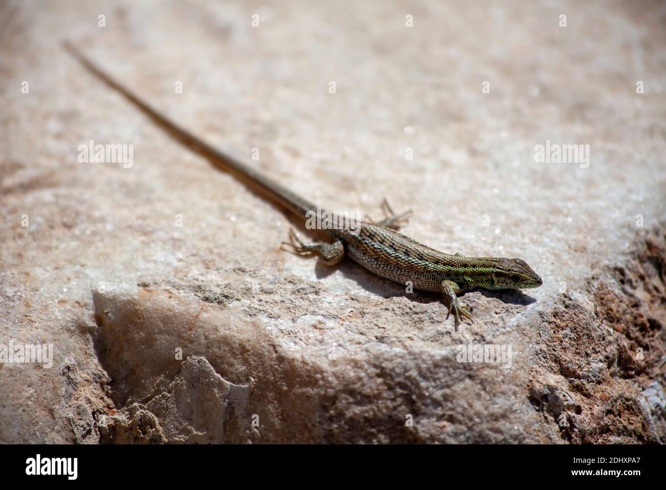Brown lizard on on a stone Stock Photo - Alamy