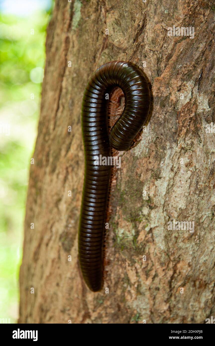 The Seychelles giant millipede on a tree branch (Sechelleptus ...