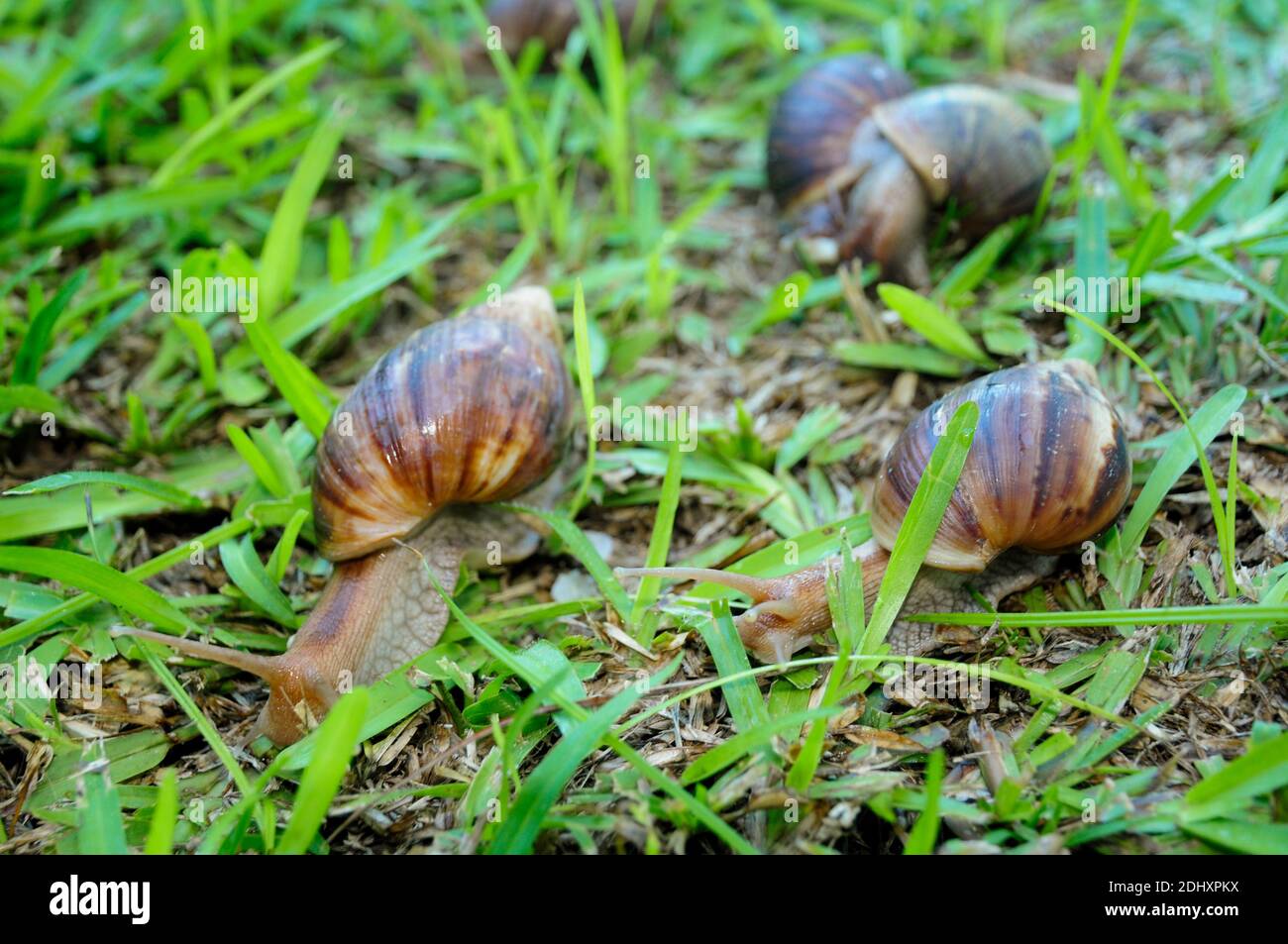 Giant African Snails High Resolution Stock Photography and Images - Alamy