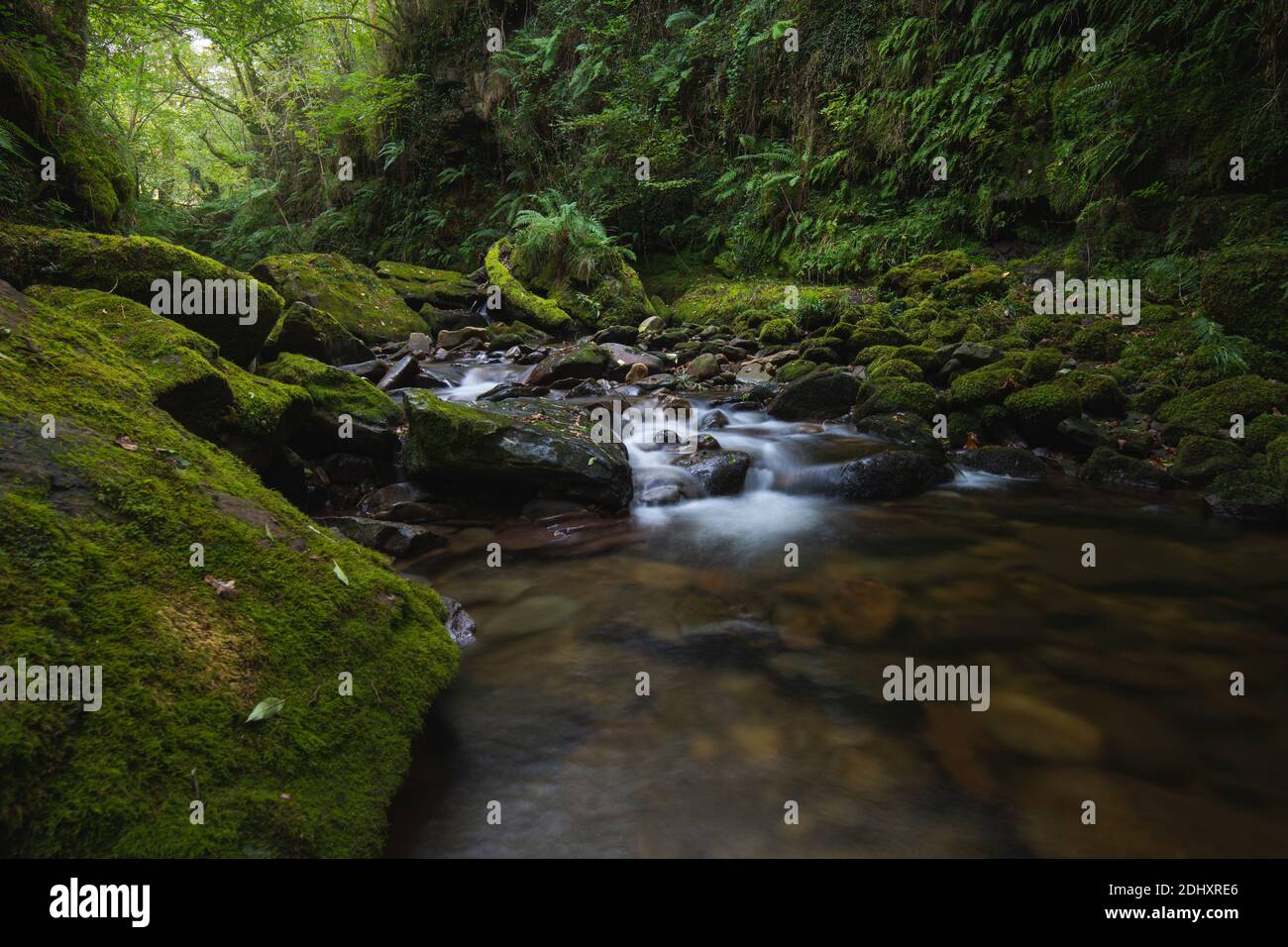 Moss scenery hi-res stock photography and images - Alamy