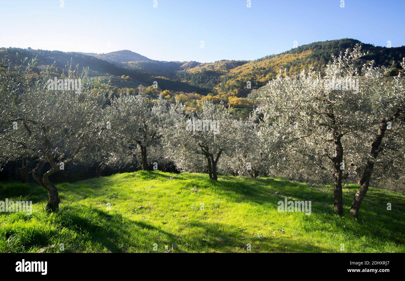 panoramic view of an olive grove in the Tuscan countryside close to the ...