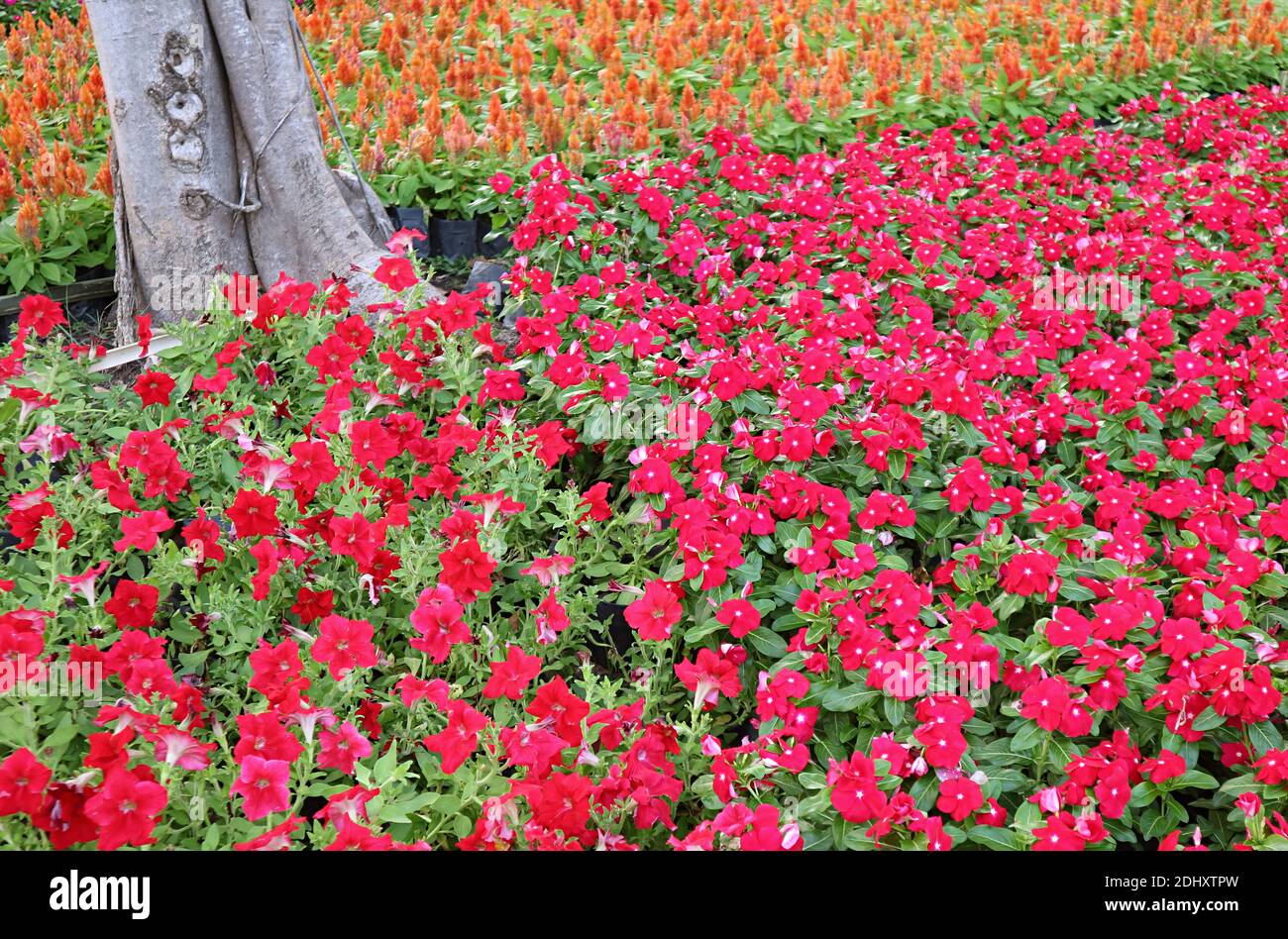 Stunning Piccola Hot Pink Petunia Flower Field with Blurry Orange ...