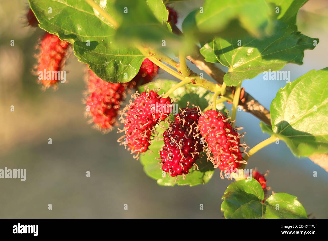 Mulberry plantation hi-res stock photography and images - Alamy