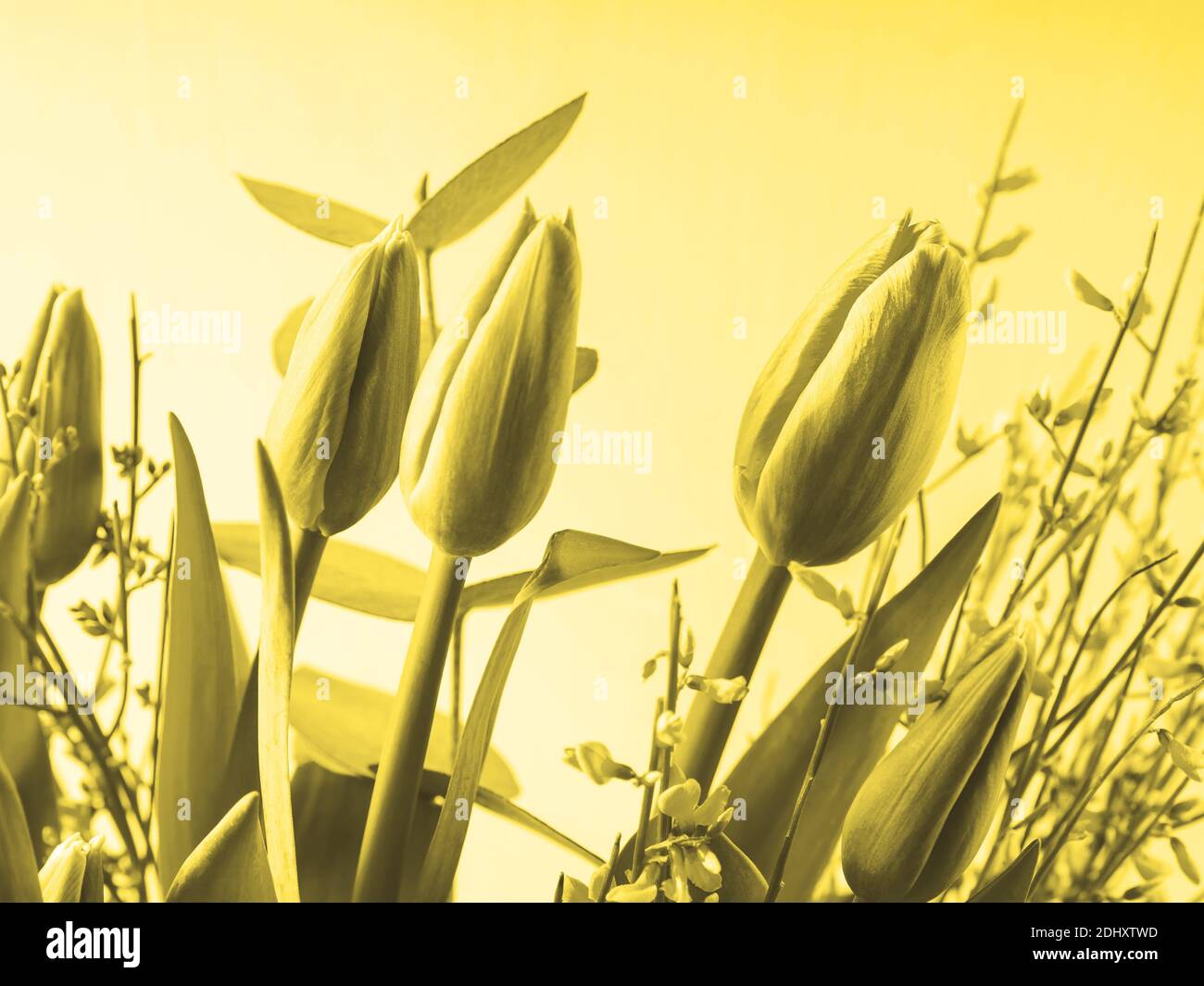 Illuminating yellow and ultimate gray tulips Stock Photo - Alamy