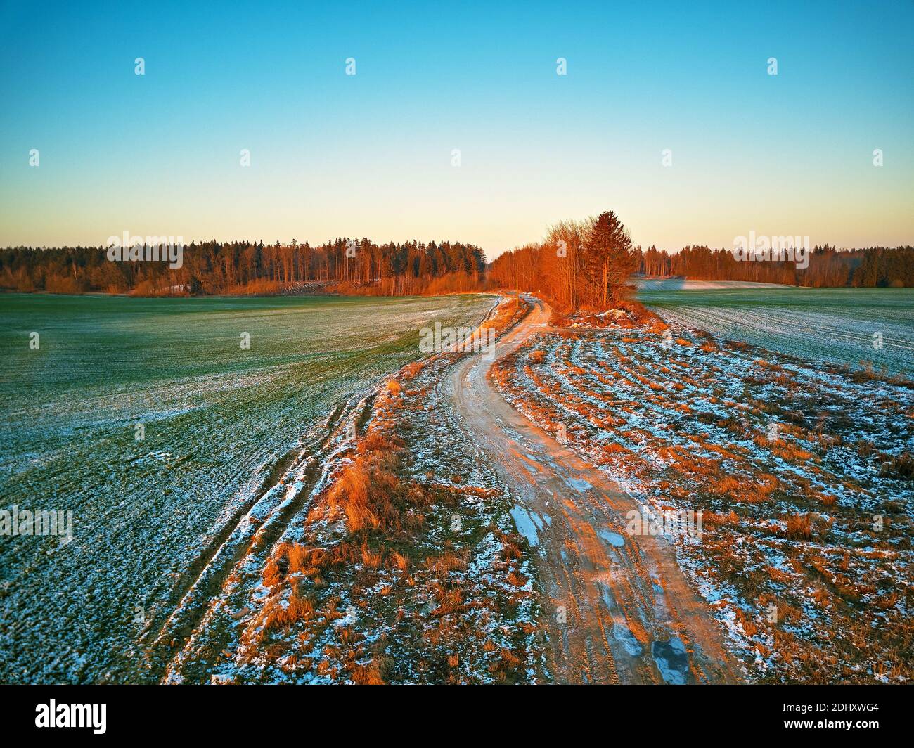 Winter green Agricultural field winter crops under snow. Colorful trees ...