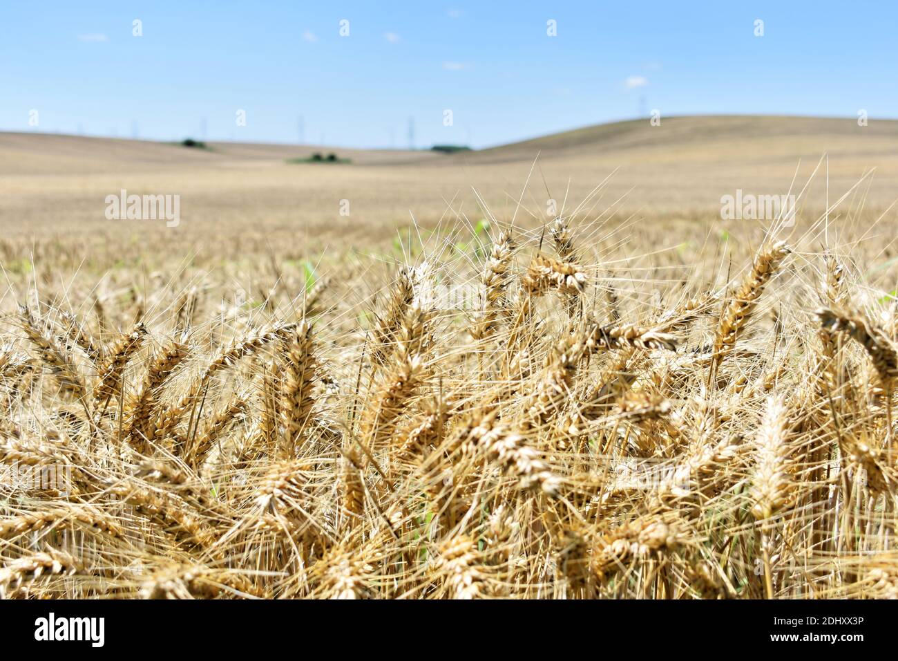 Ripe barley farm in summer Stock Photo - Alamy