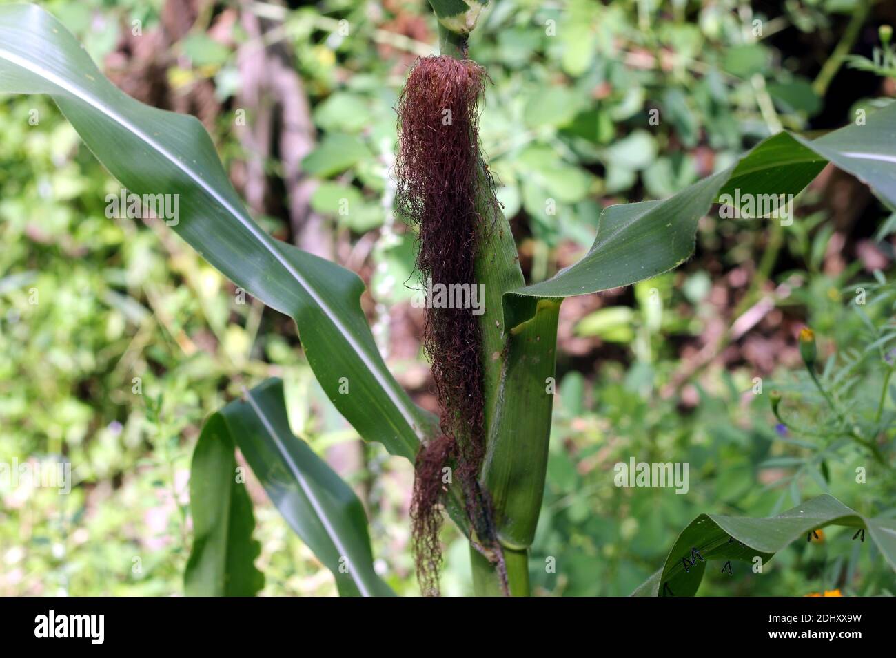 Corn field cob hi-res stock photography and images - Alamy