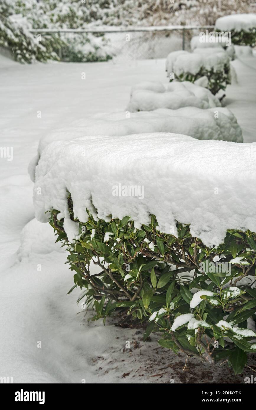 Row of green bushes covered in snow. Winter in Canada Stock Photo - Alamy