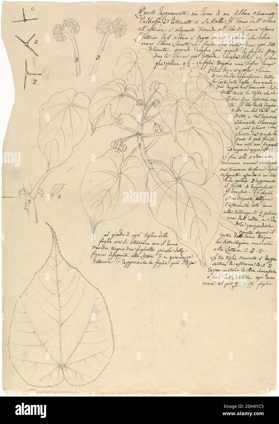 Dombeya torrida hi-res stock photography and images - Alamy