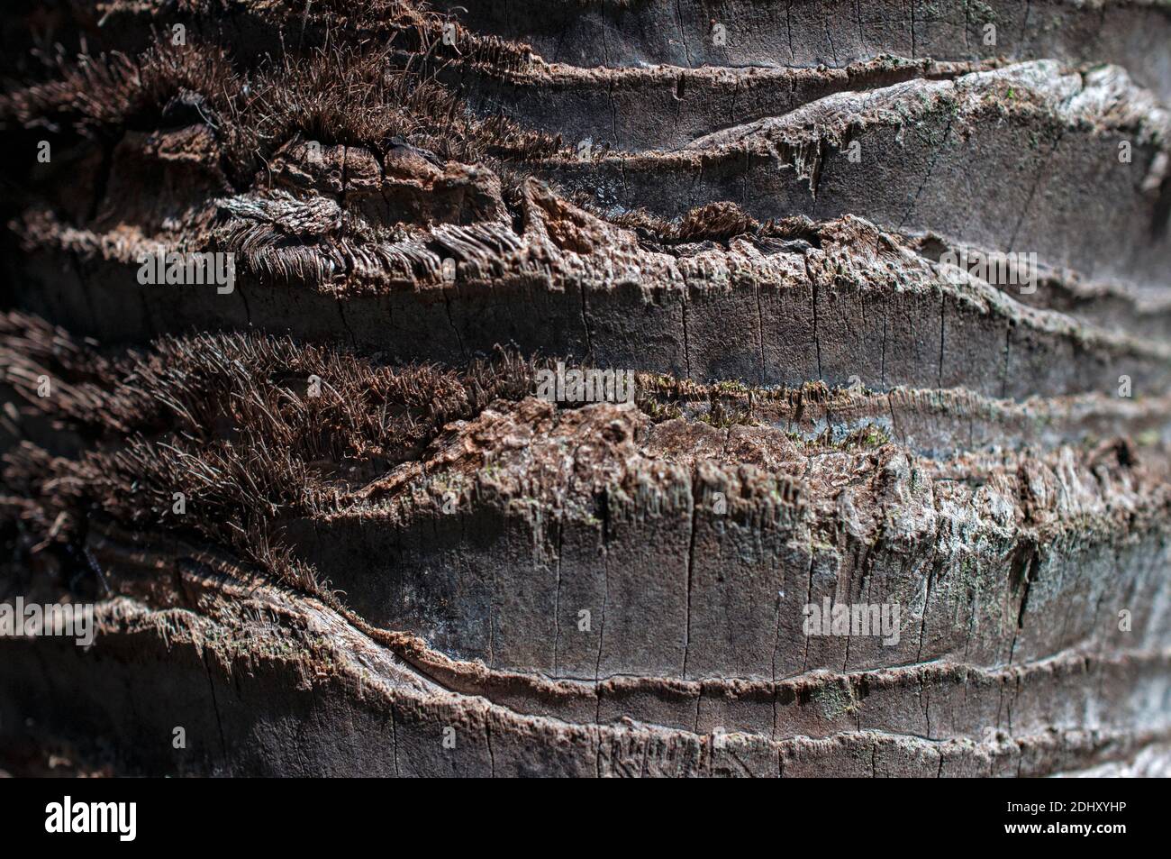 Tree bark up close hi-res stock photography and images - Alamy