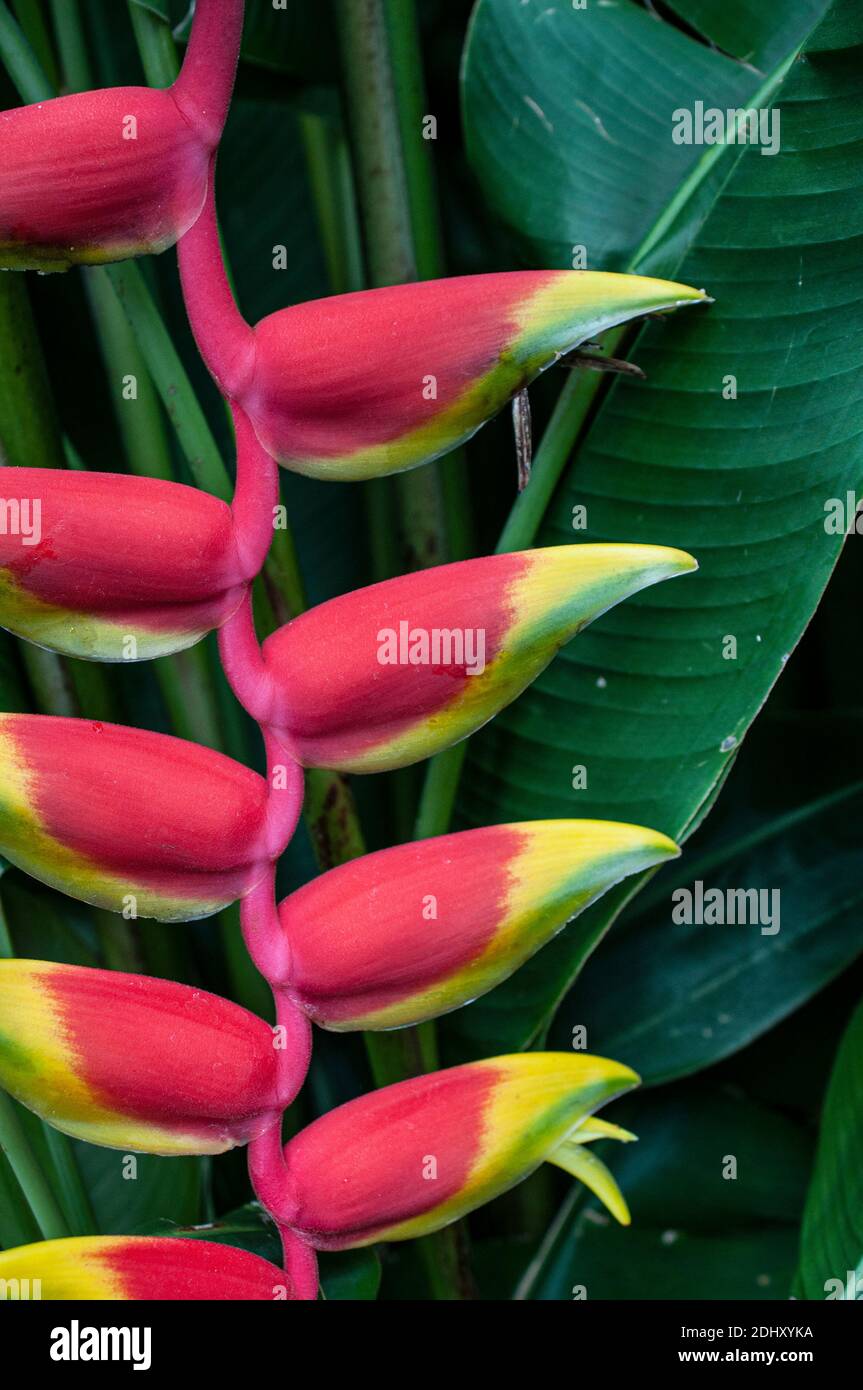 Rare exotic plant in bright red, yellow and green colors Stock Photo ...