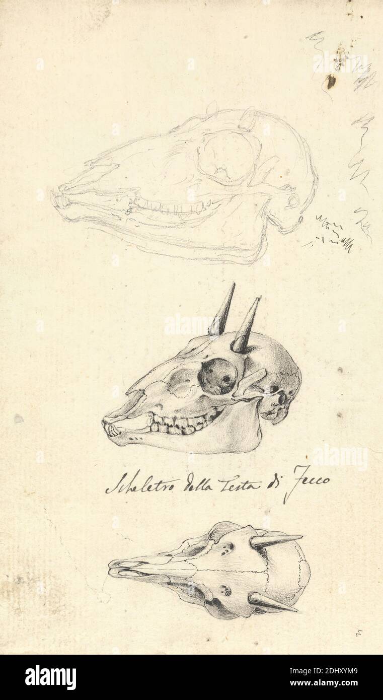 Three horns on the skull hi-res stock photography and images - Alamy