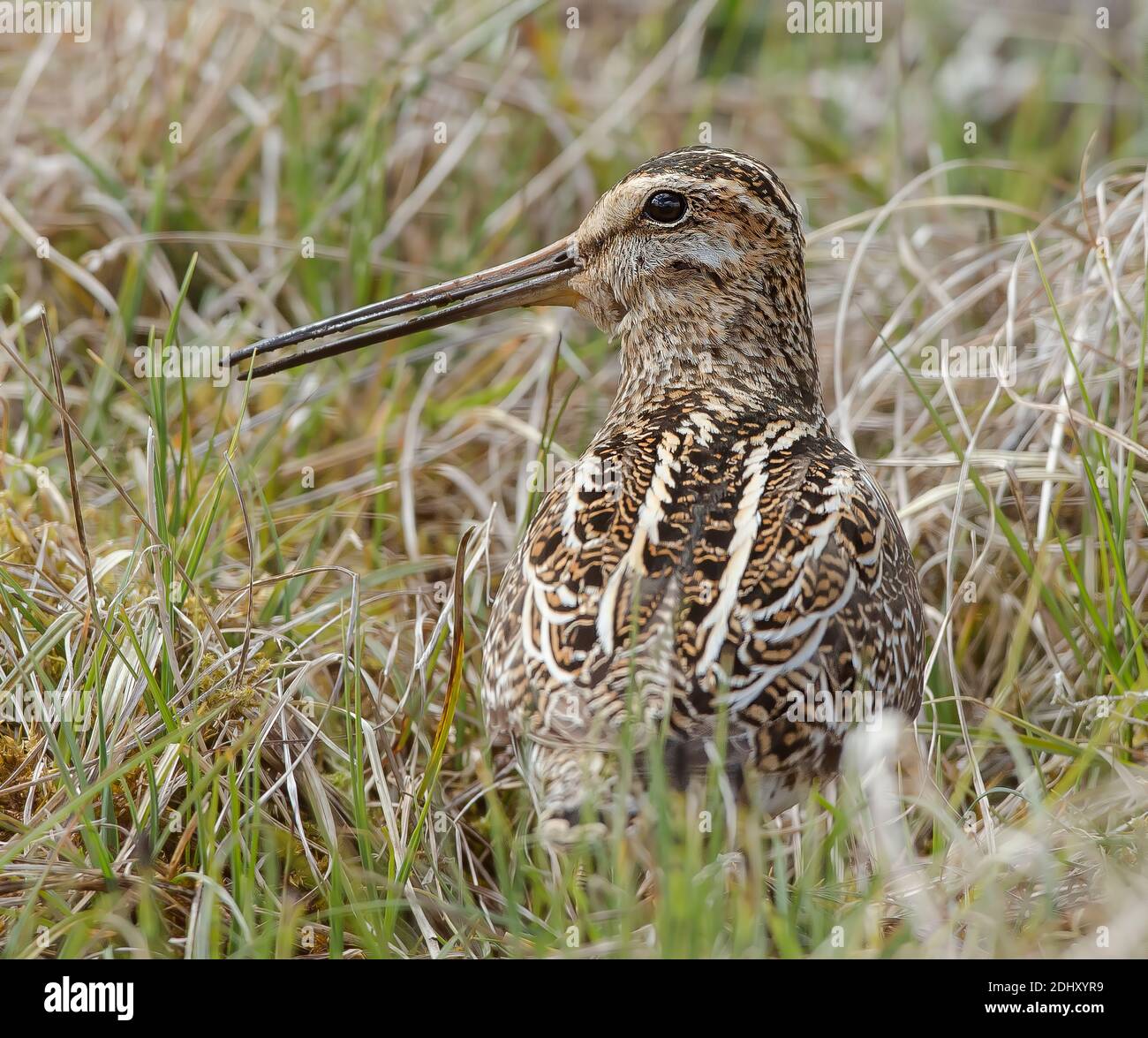 Purple snipe hi-res stock photography and images - Alamy