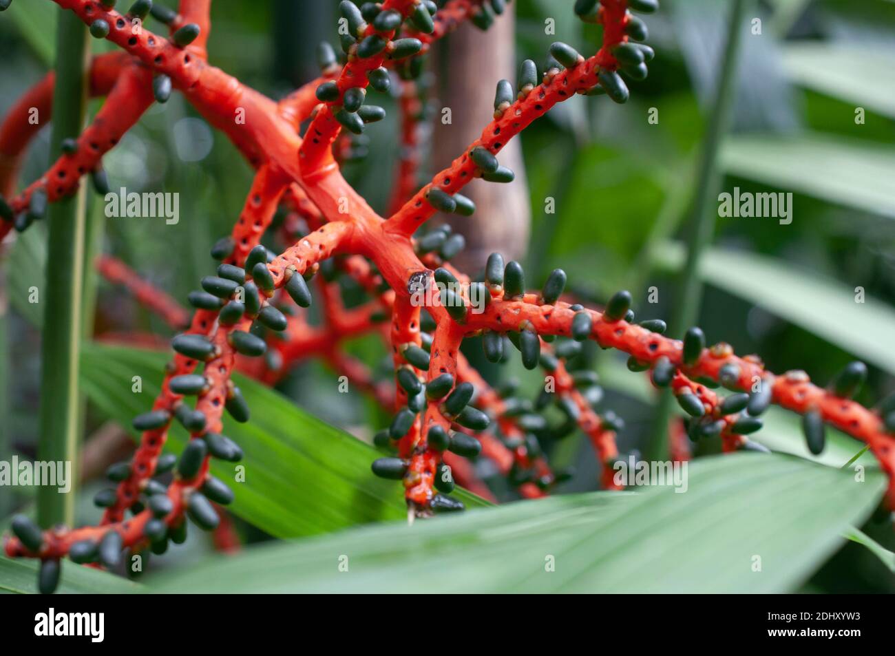 Rare exotic plant in bright red and green colors Stock Photo - Alamy