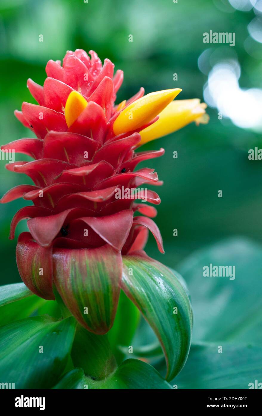 Rare Exotic Plants