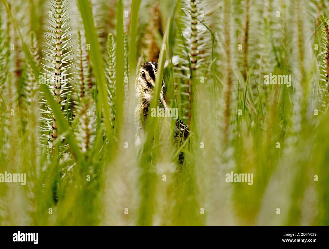 Snipe hebrides hi-res stock photography and images - Alamy