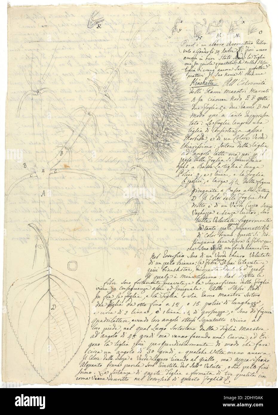 Pycnostachys abyssinica hi-res stock photography and images - Alamy