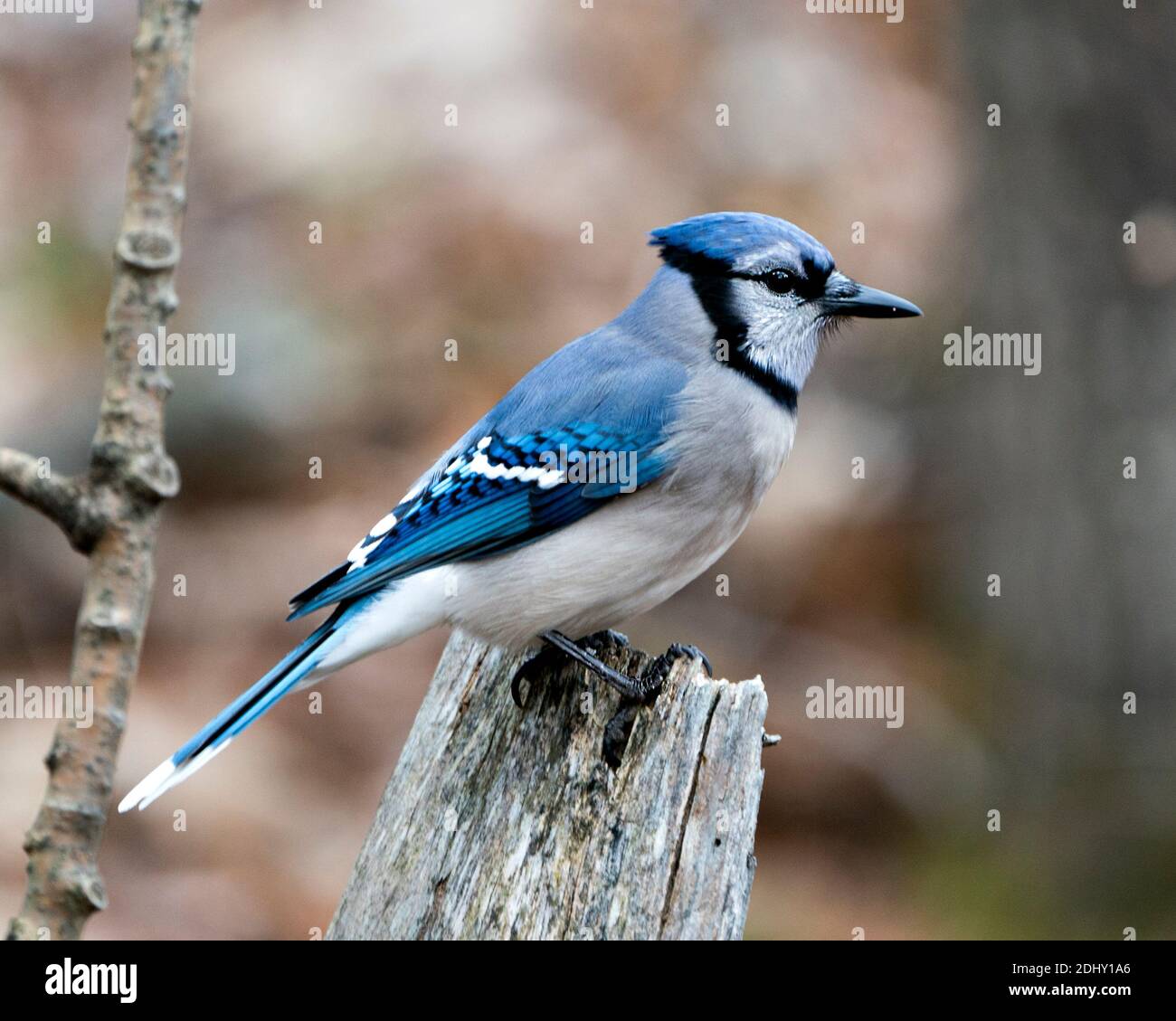 Blue Jay Stock Photos. Blue Jay perched on a branch with a blur ...