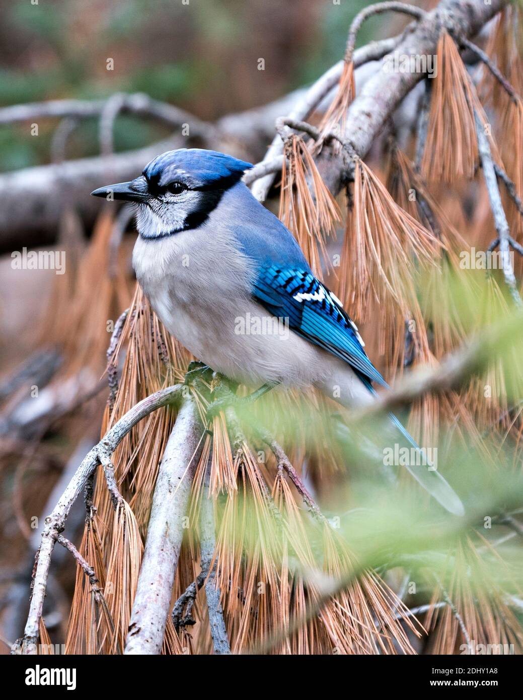 Awesome photos hi-res stock photography and images - Alamy