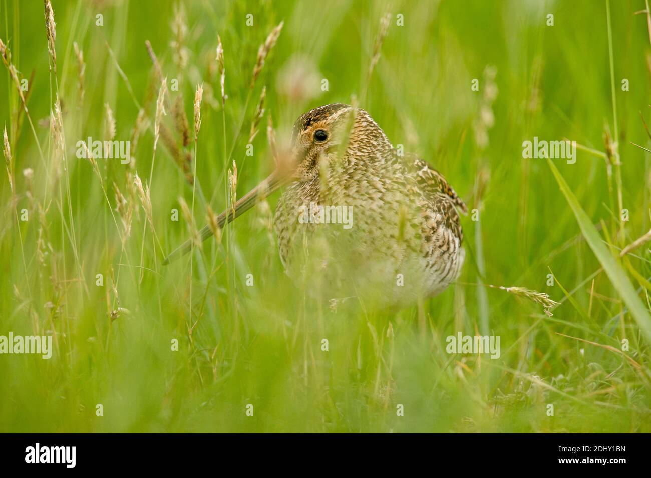 Purple snipe hi-res stock photography and images - Alamy