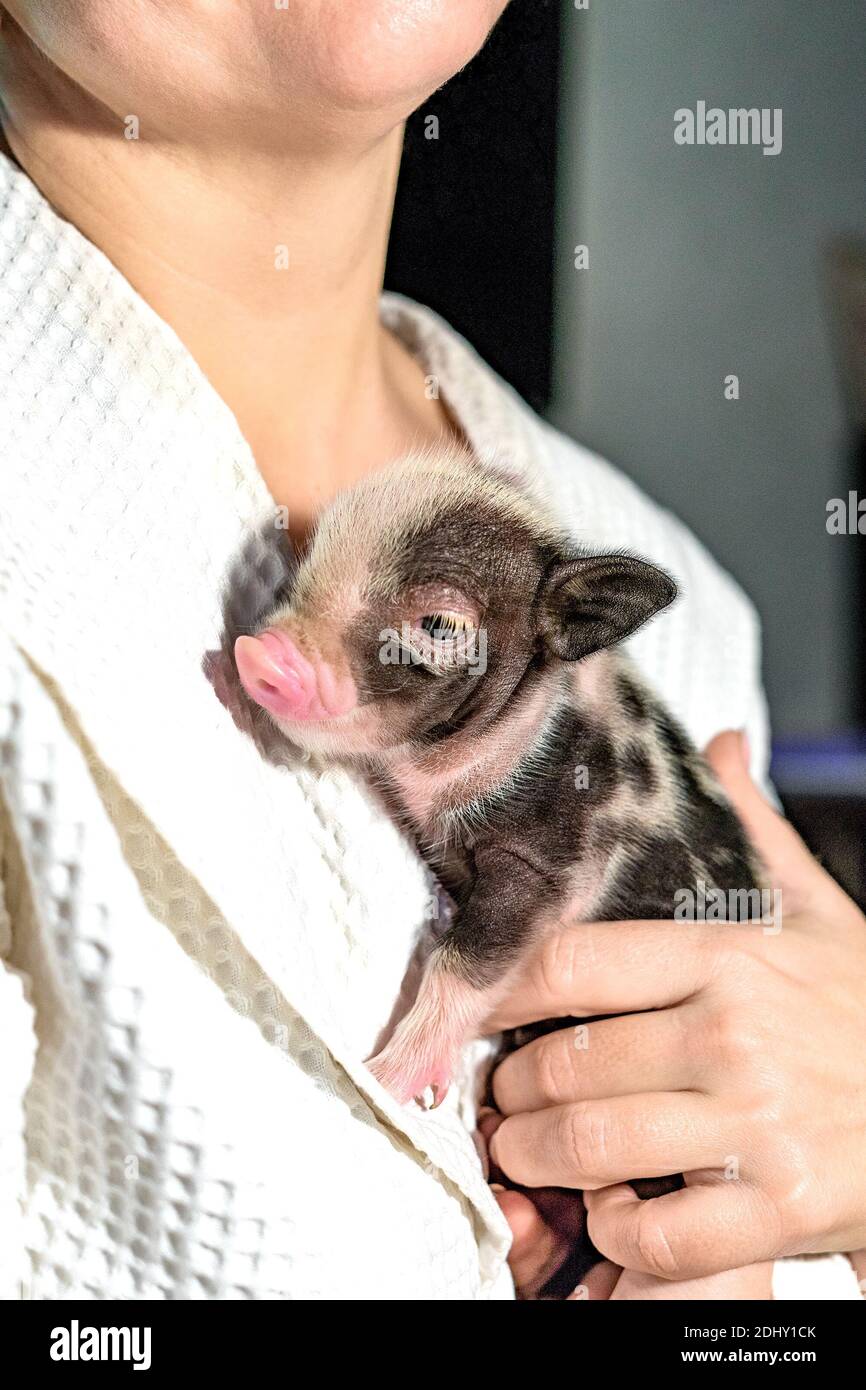 A caucasian woman's hands are clutching a small pig to her chest. Close ...