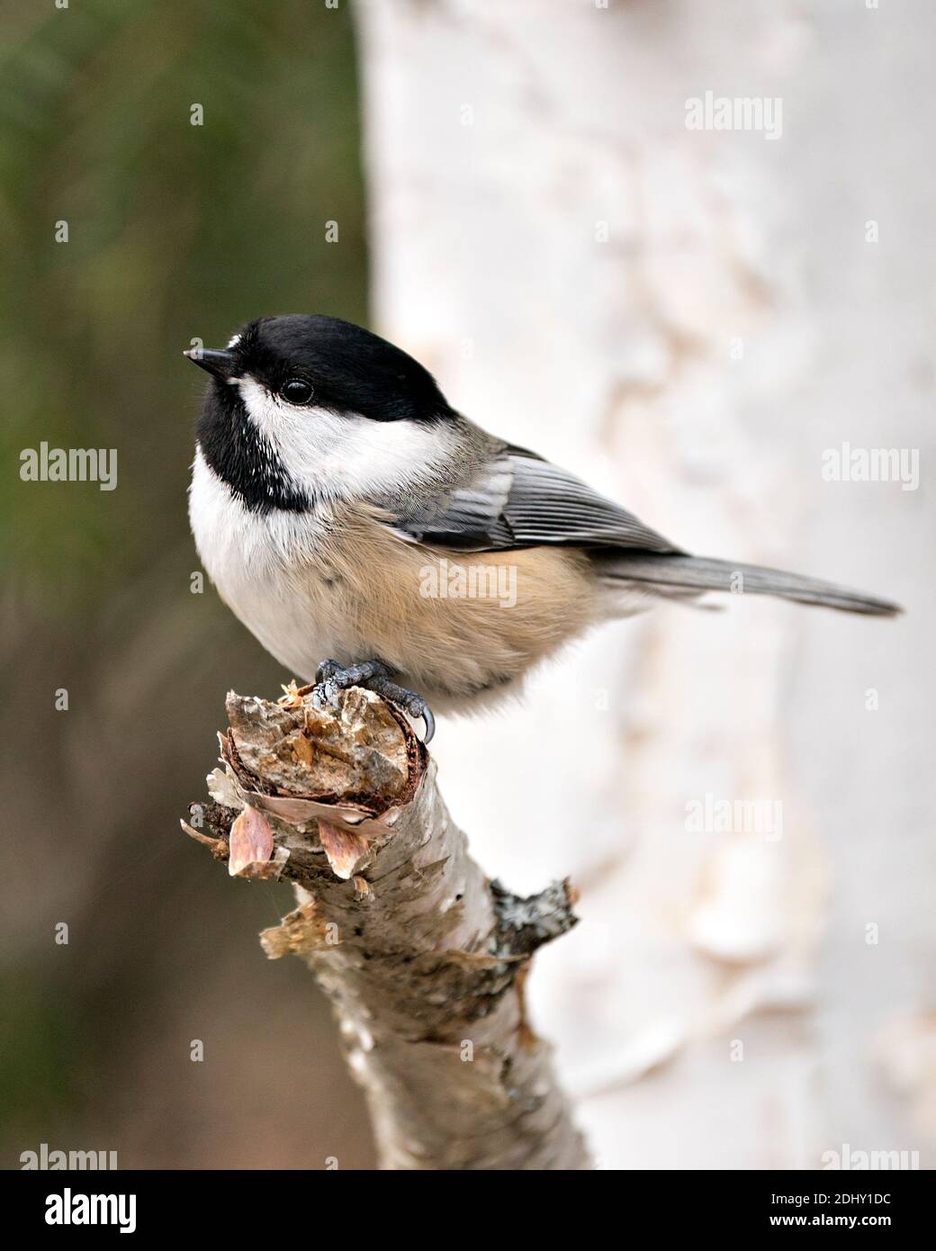 Chickadee close-up profile view on a birch tree branch with a blur ...