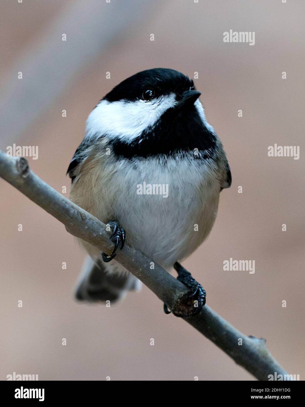 Chickadee sweet bird picture hi-res stock photography and images - Alamy