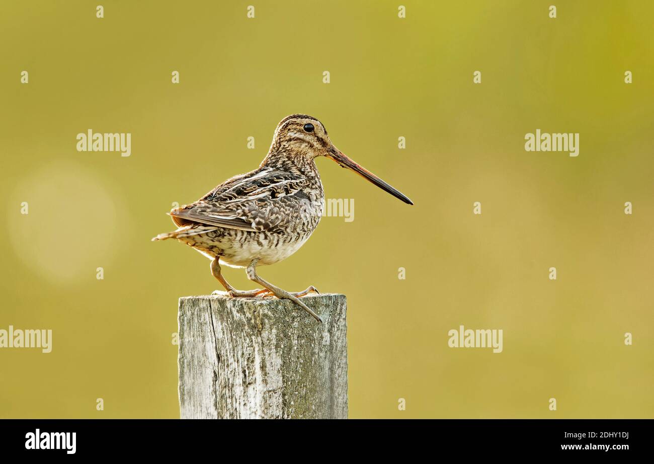 Snipe hebrides hi-res stock photography and images - Alamy