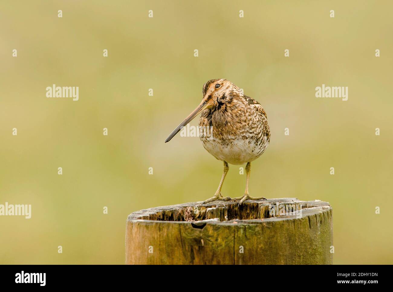 Snipe hebrides hi-res stock photography and images - Alamy